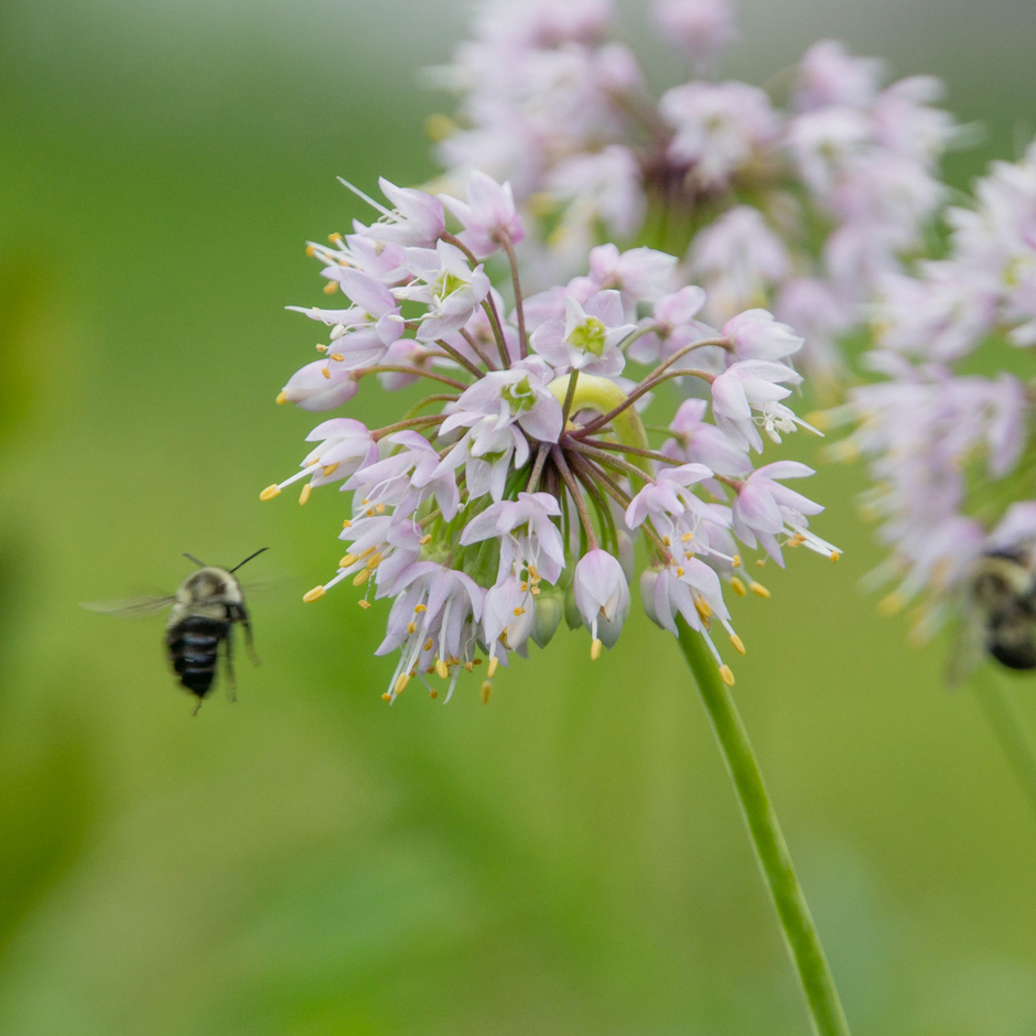Meadow City Native Plant Nursery