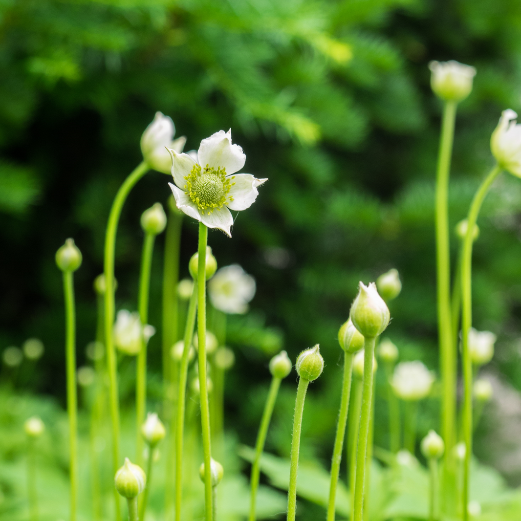 Meadow City Native Plant Nursery