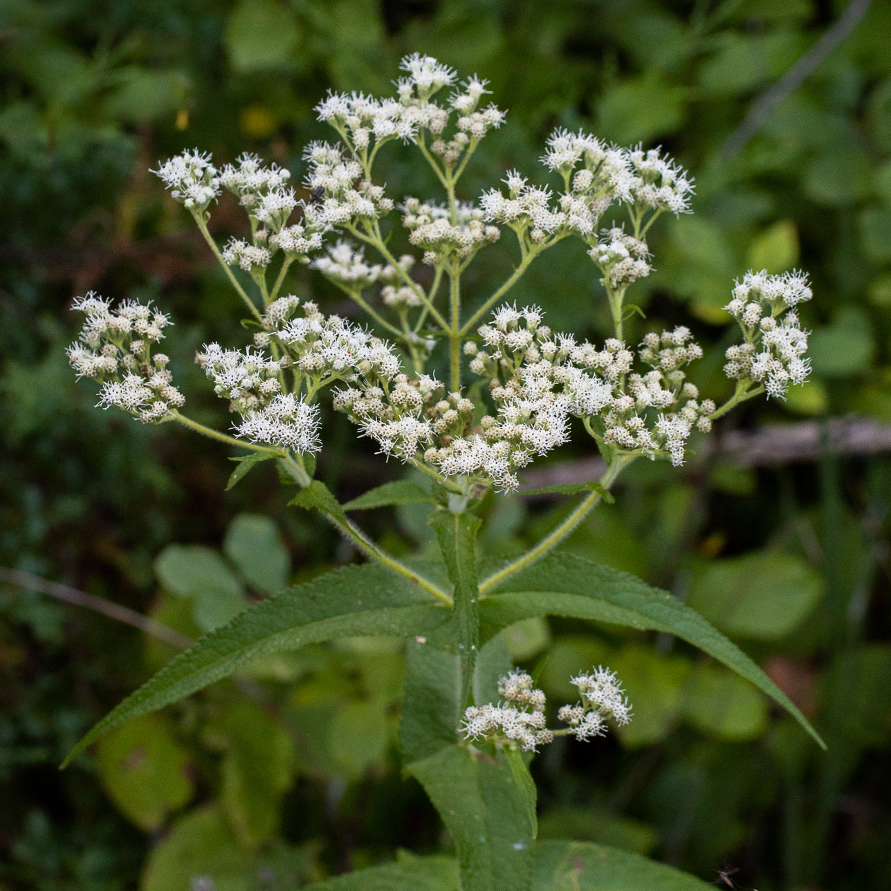 Eupatorium perfoliatum – Meadow City
