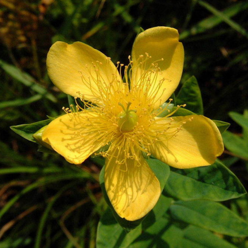 Hypericum ascyron – Meadow City