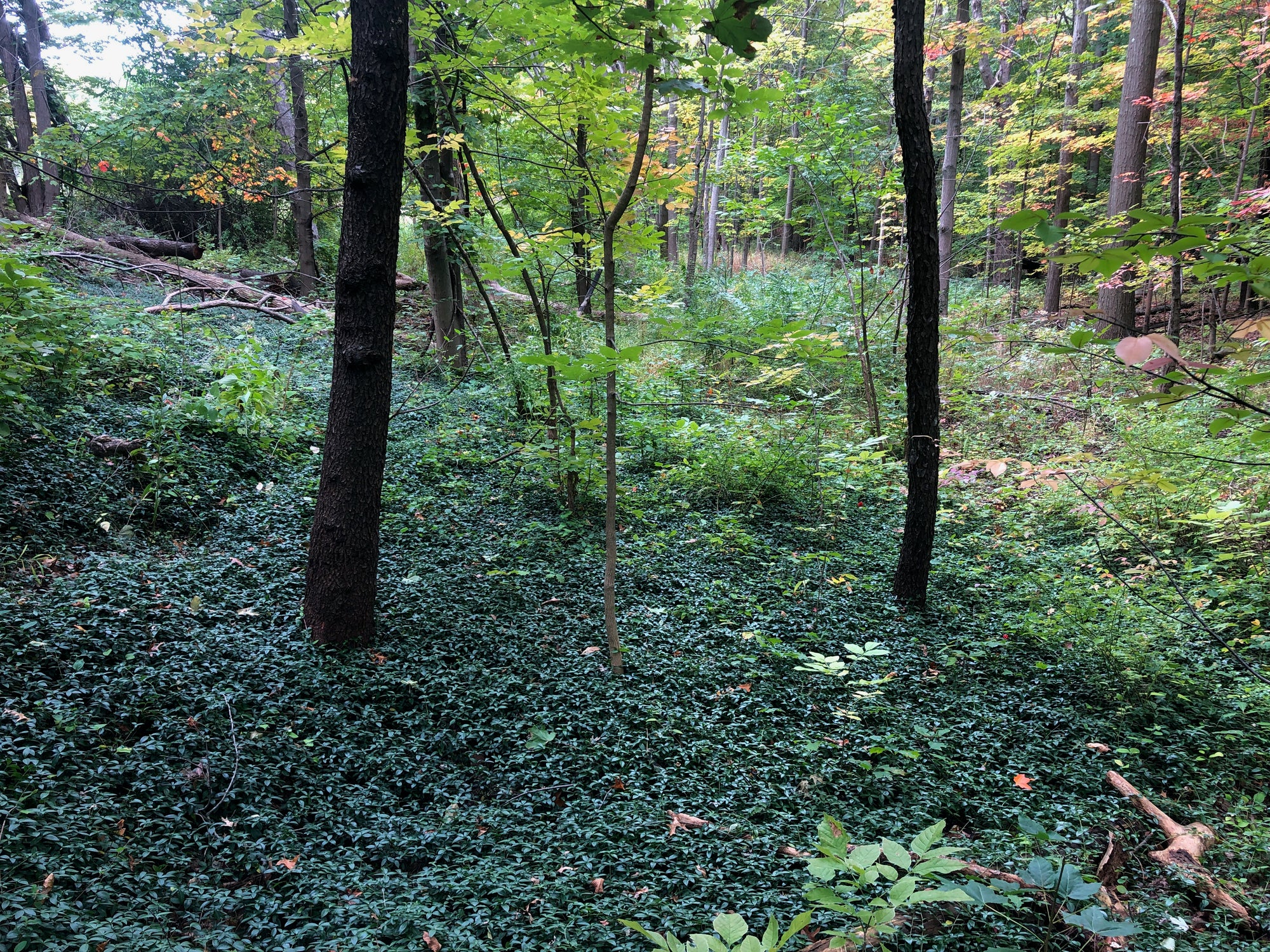 Why plant native? – Meadow City