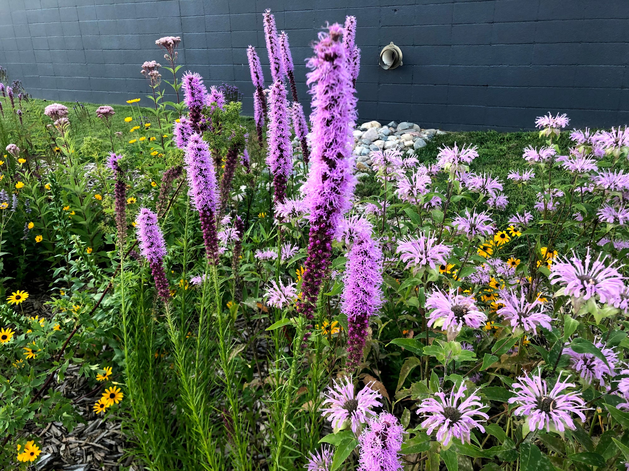 Why plant native? – Meadow City