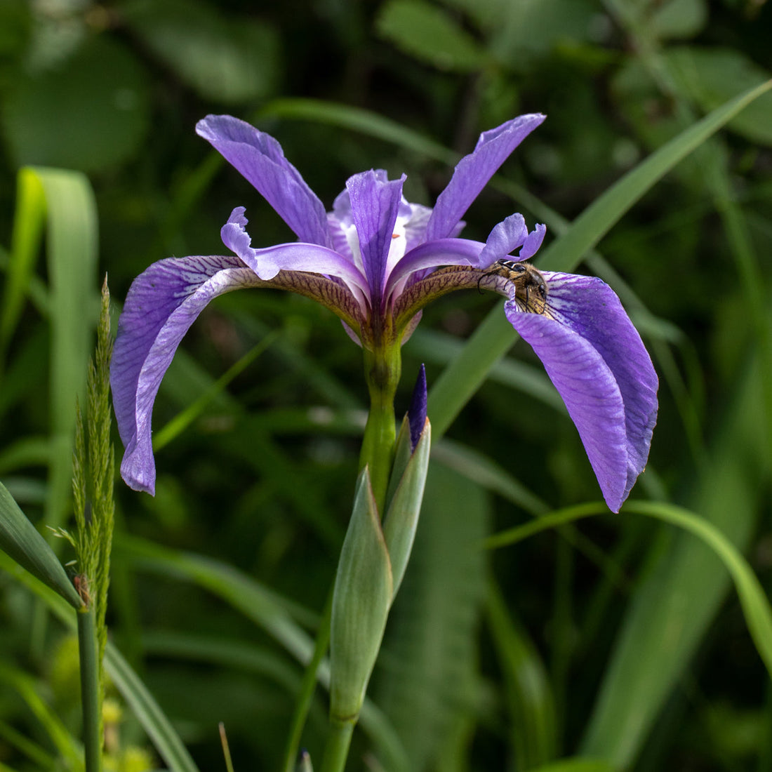 Iris versicolor – Meadow City