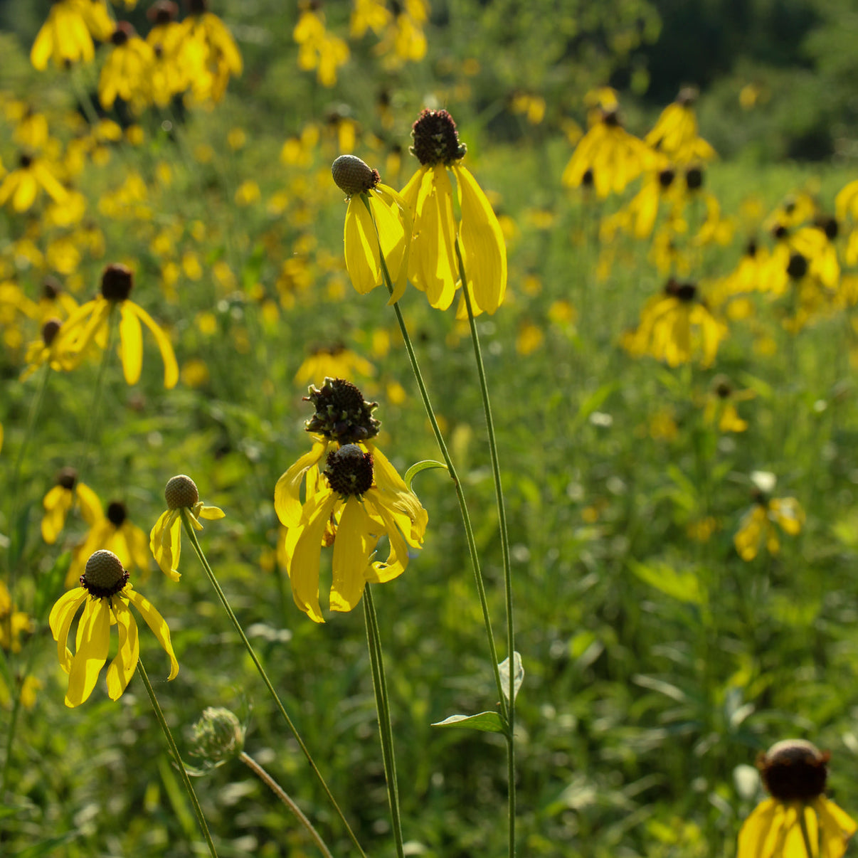 Ratibida pinnata – Meadow City
