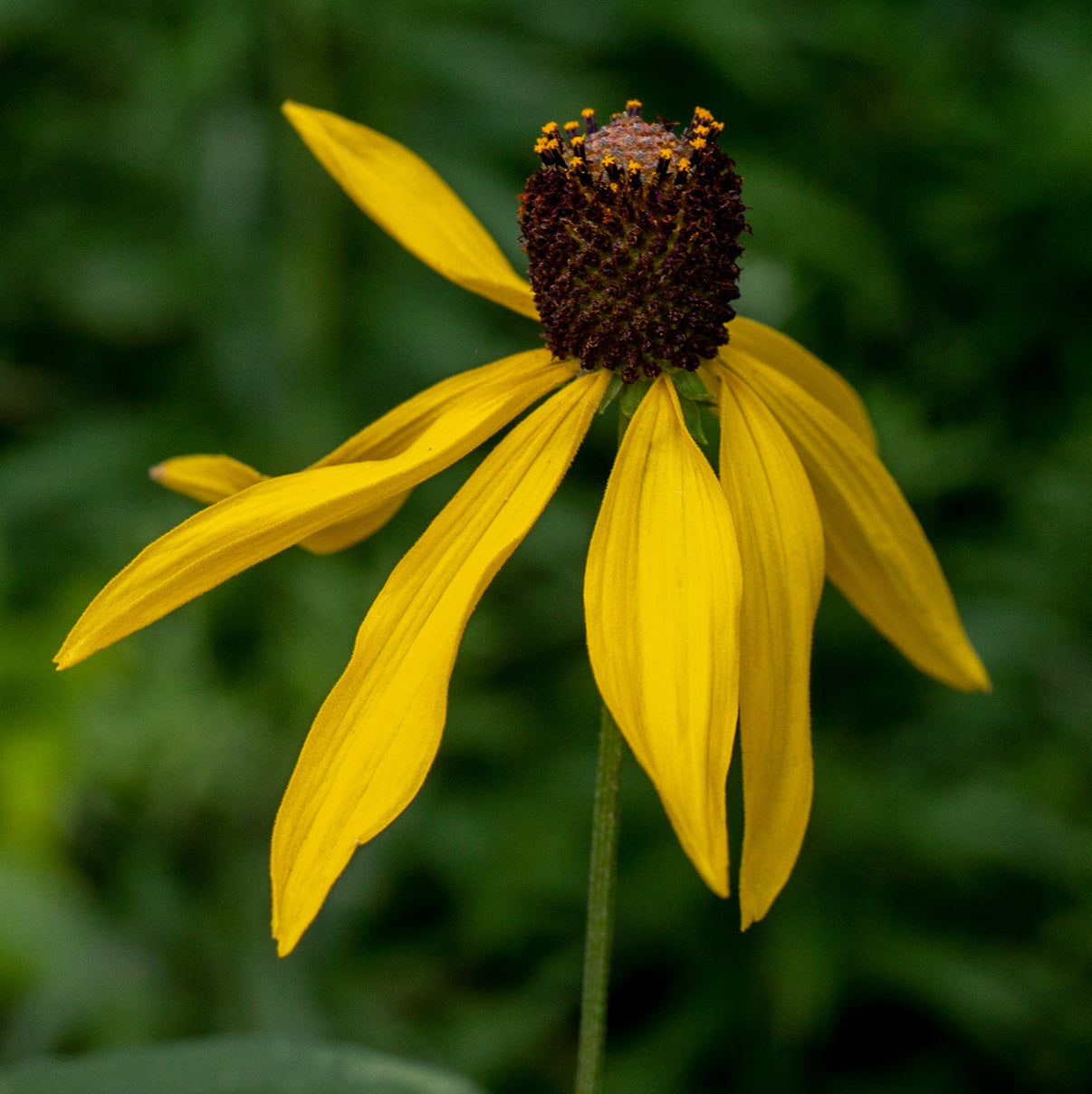 Ratibida pinnata – Meadow City
