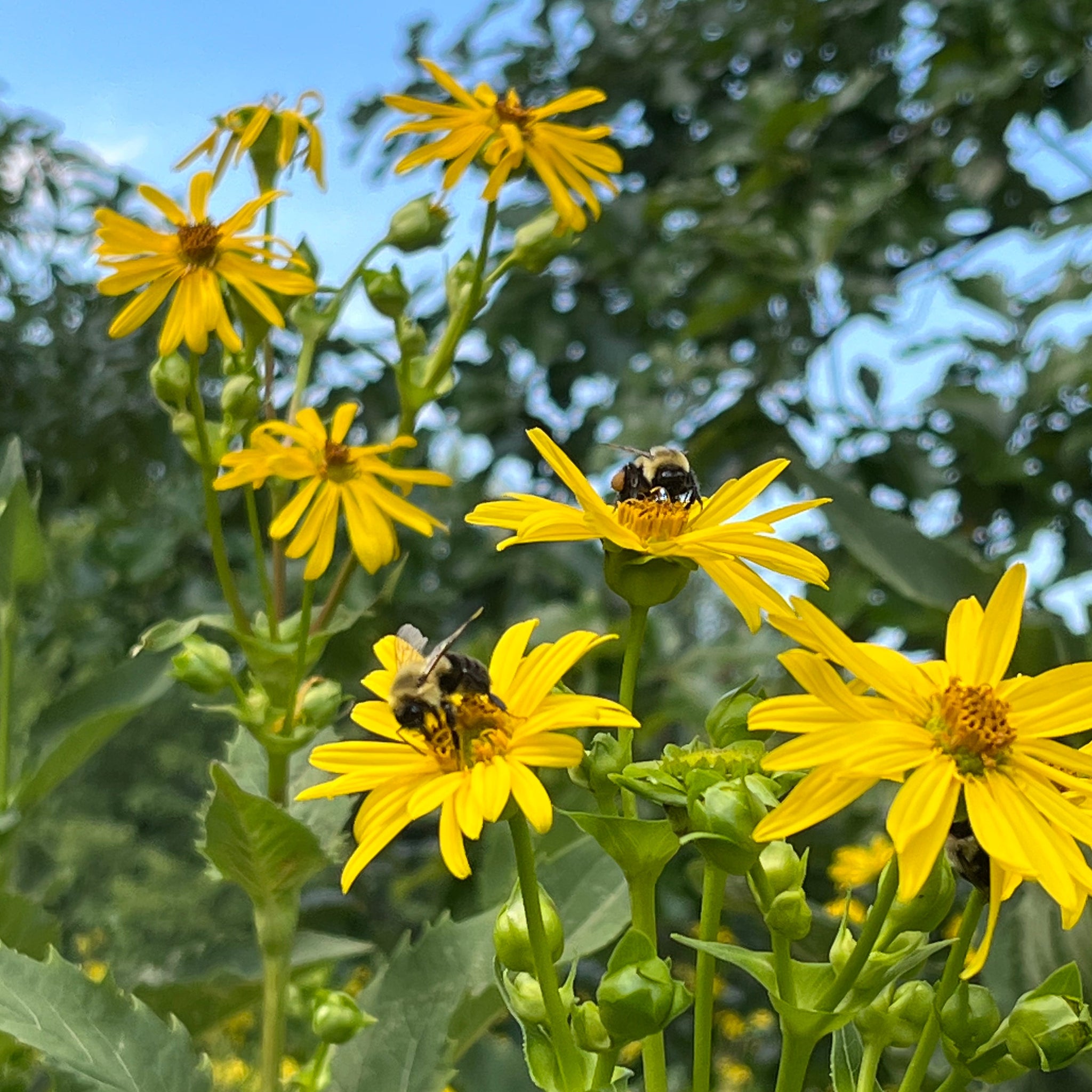 Silphium perfoliatum – Meadow City