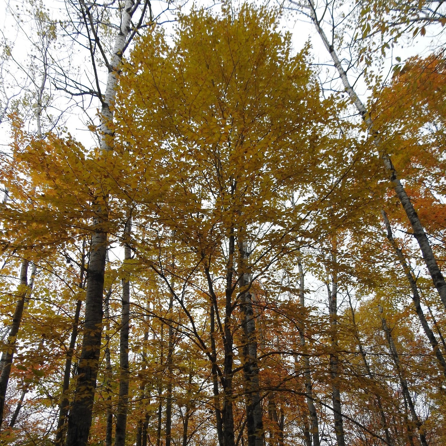Betula allegheniensis – Meadow City